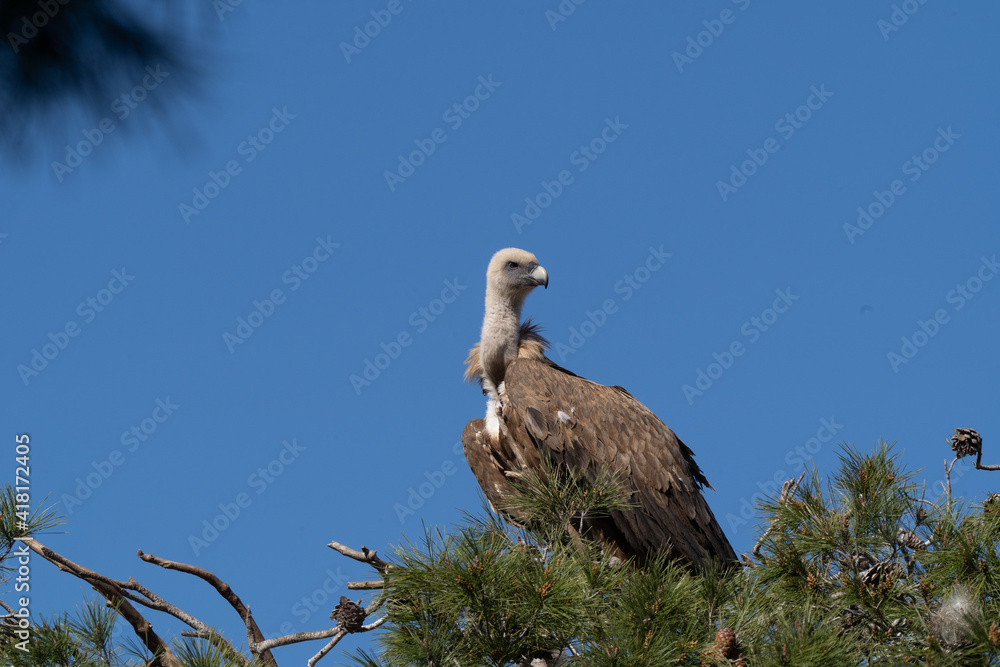 vulture Stock Photo | Adobe Stock