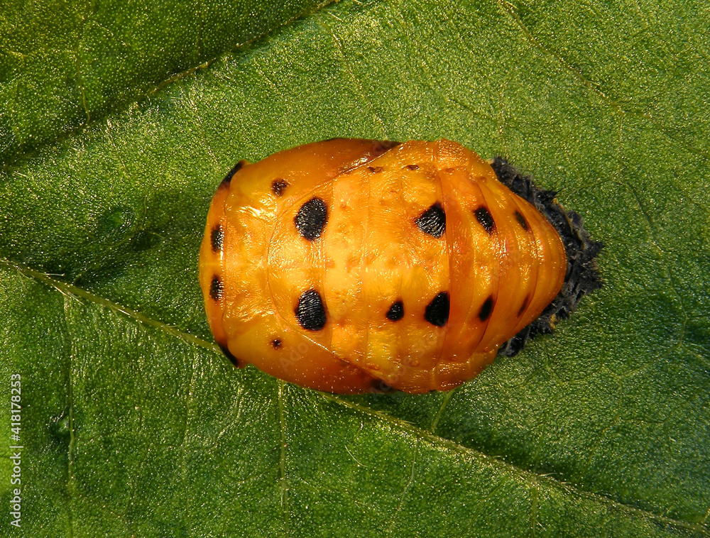 Ladybug (ladybird), Harmonia sp. (Coleoptera: Coccinellidae). Pupa ...