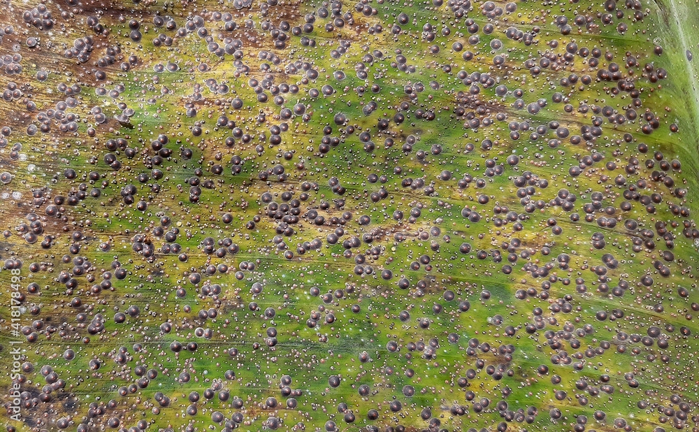 Egyptian black scale insect or Circular scale, Chrysomphalus aonidum ...