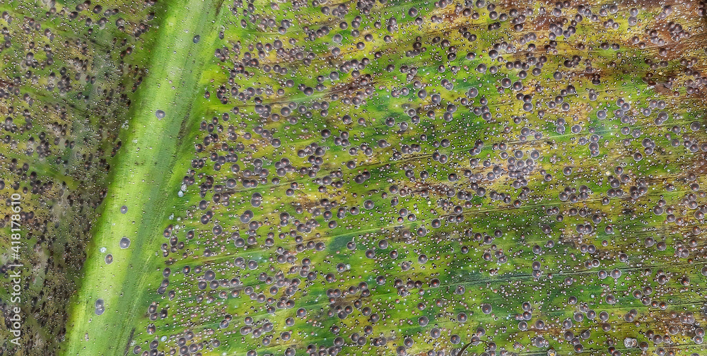 Egyptian black scale insect or Circular scale, Chrysomphalus aonidum ...