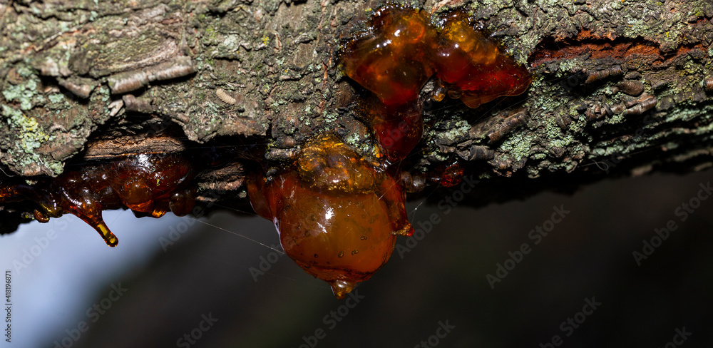 Formation of resin from the juice of a cherry tree.The tree was ...