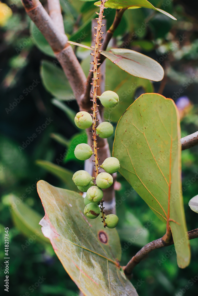 Coccoloba uvifera (Seagrape) Exotic tropical fruit. Seagrape trees ...