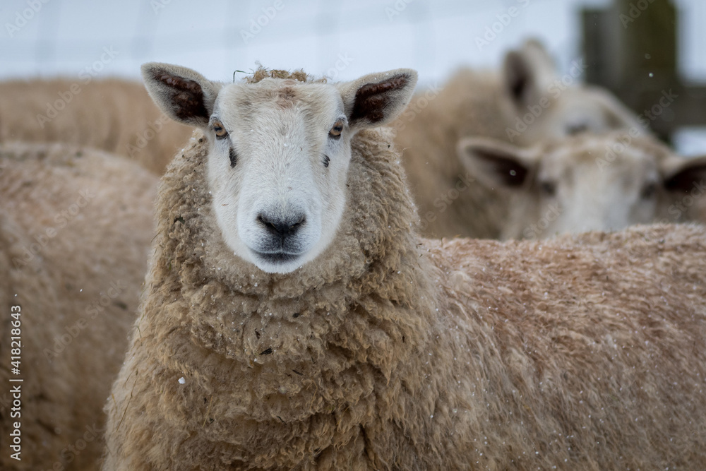 A closeup of a large domestic woolly sheep that is staring with its ...