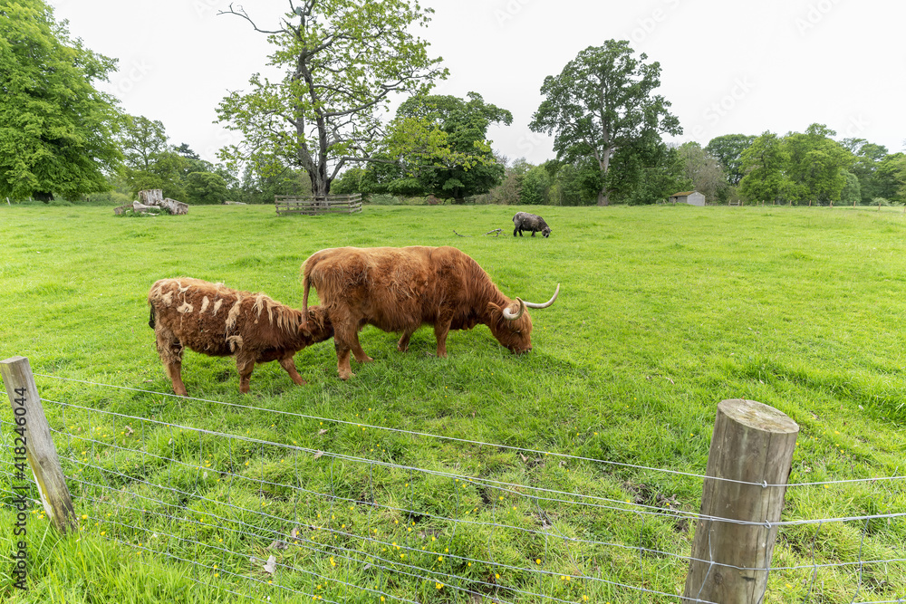 Scottish Highland cow eating grasses while her calf sucking milk ...