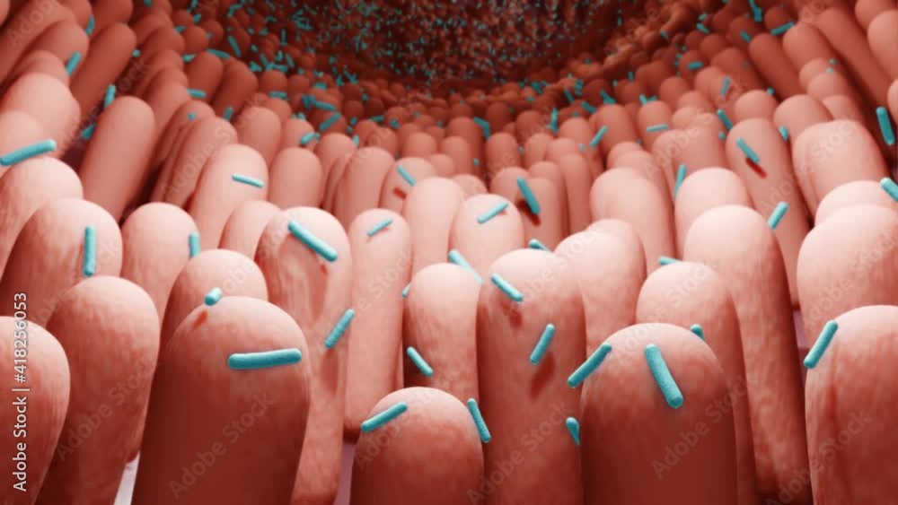 Healthy intestinal bacteria, gut microbiome, 3d animation of beneficial ...