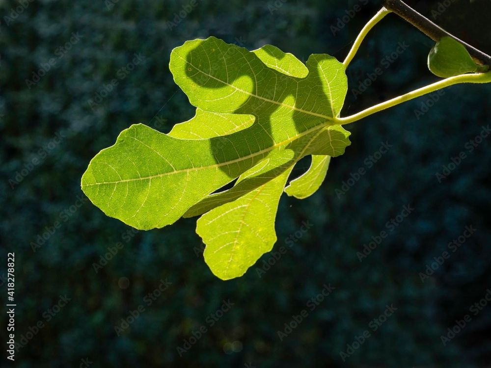 Common figs Ficus carica in evergreen landscaped garden. Leaf of common ...