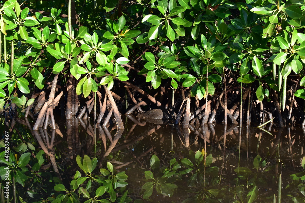 Mangrove forest with beautiful reflection in water. Fragile ecosystem ...