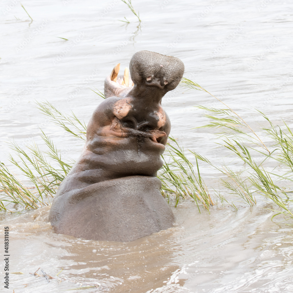 Kruger National Park: hippopotamus yawning in the flooding Sabie Tiver ...