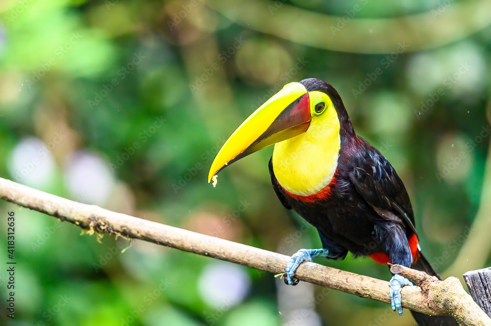 Bird with open bill, Chesnut-mandibled Toucan sitting on the branch in ...