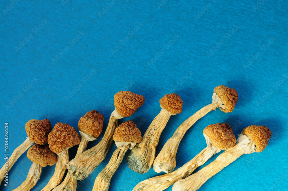 Dried Psilocybin Mushrooms