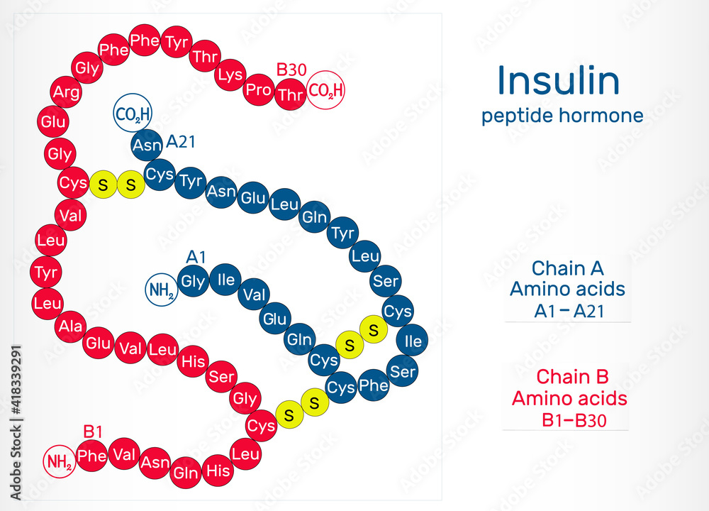 Human Insulin molecule. It is peptide hormone, produced by beta cells ...