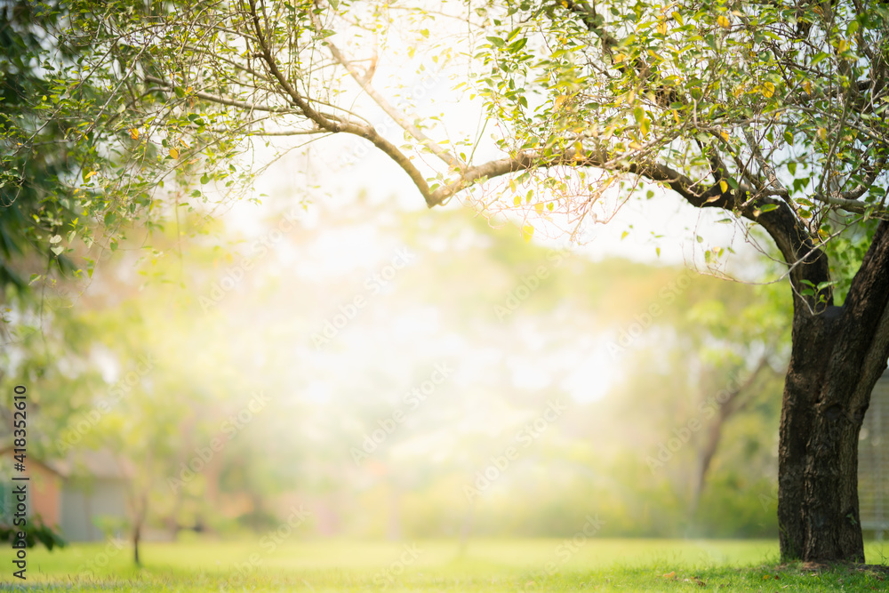 Nature of green tree in forest using as natural greenery background or ...