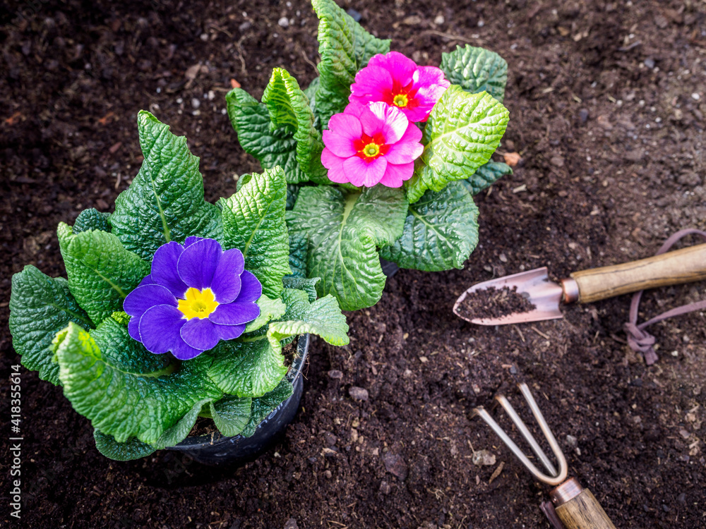Pink and violet primula flowers - primula vulgaris ready to be planted ...