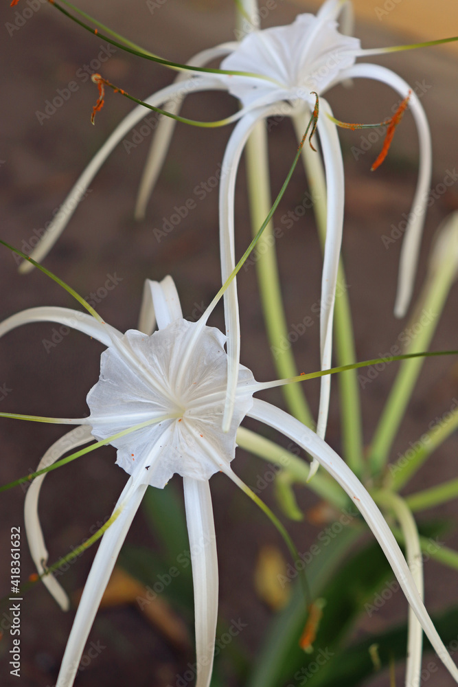 Mangrove Spider Lily Hymenocallis Latifolia White Bloom Stock Photo ...