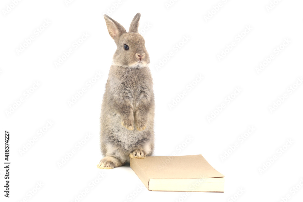 Bunny Studying