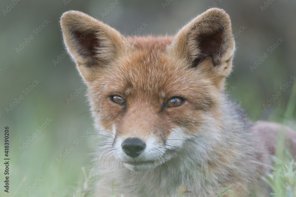 Red fox is relaxing in the sand, photographed in the dunes of the ...