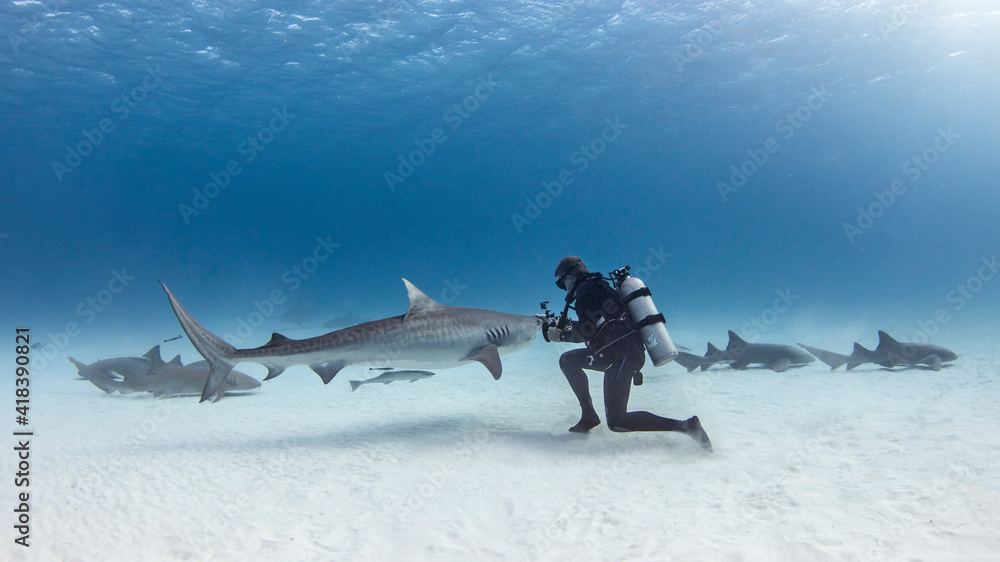 Underwater view of male scuba diver with tiger shark and nurse sharks ...