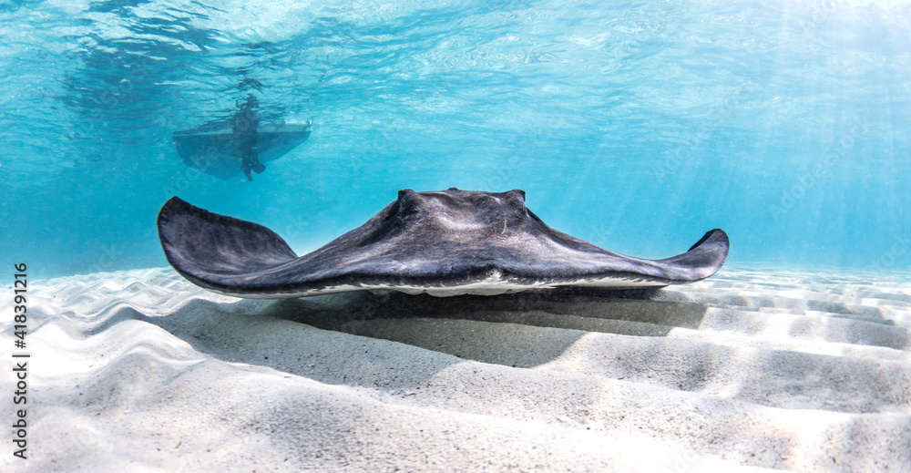 Underwater view of southern stingray over seabed, Alice Town, Bimini ...