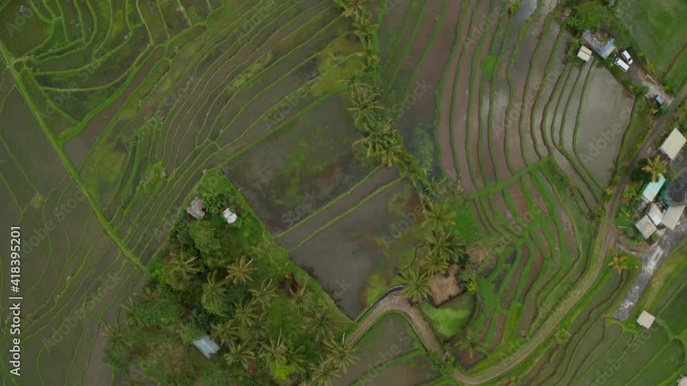 Top down view of rice field plantations in Asia. Overhead aerial view ...