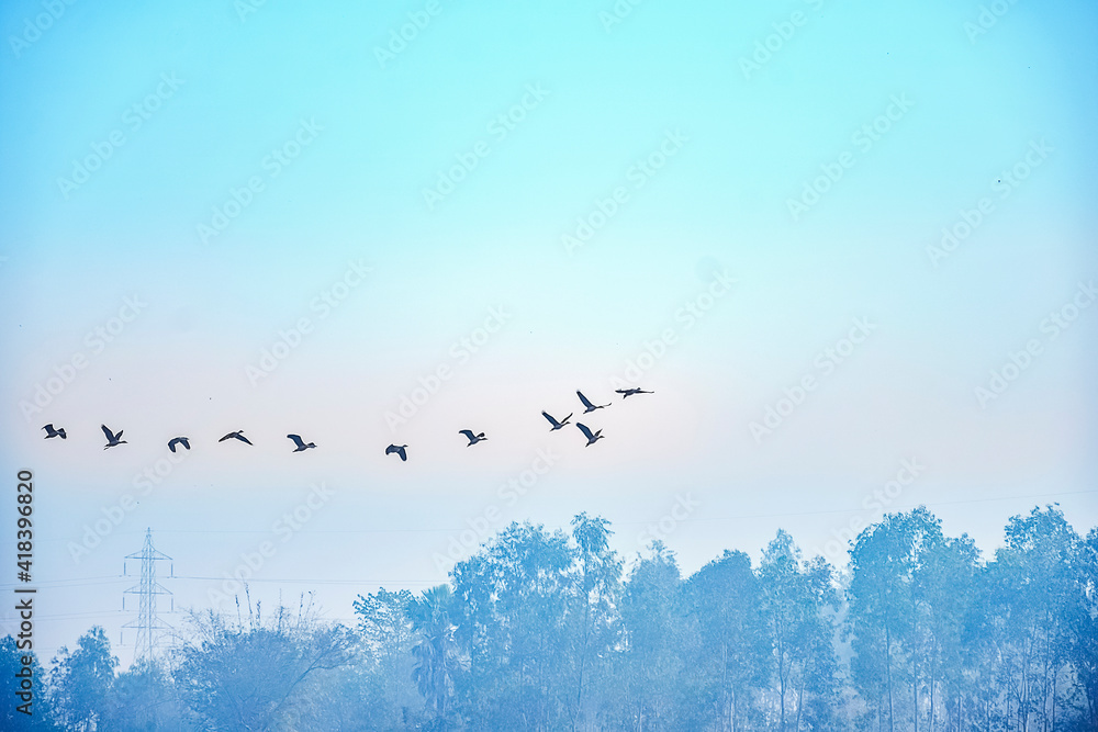 Birds In Early Morning Sky