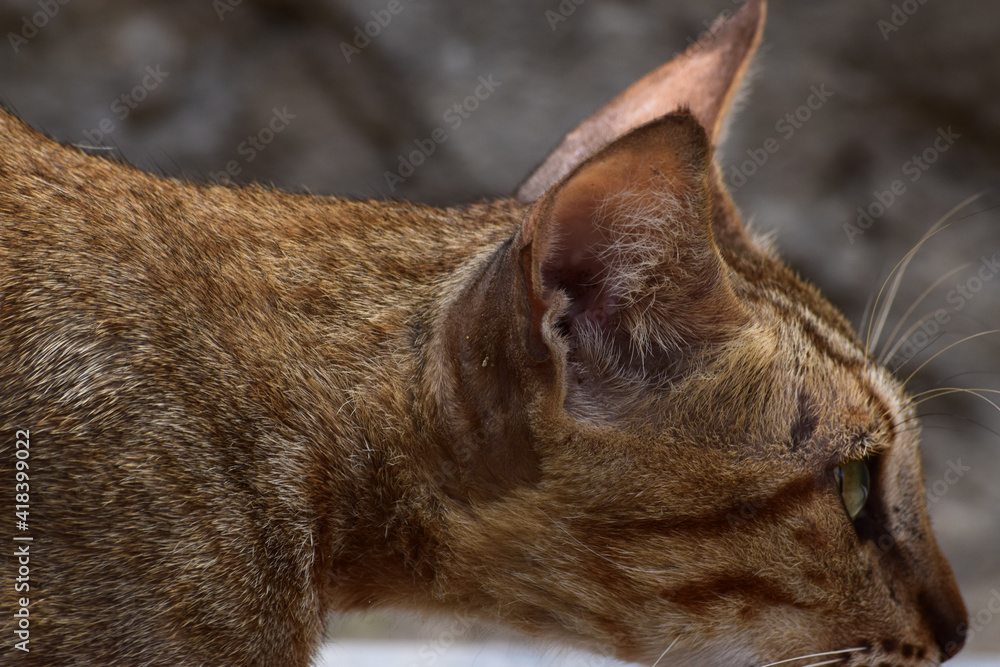 Horizontal photo of young adult cat. brown fur lays and rests outside ...