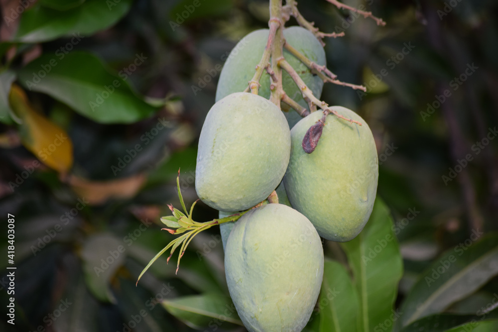 Green Pakistani mango hanging on tree close up, Baluchistan fruit ...