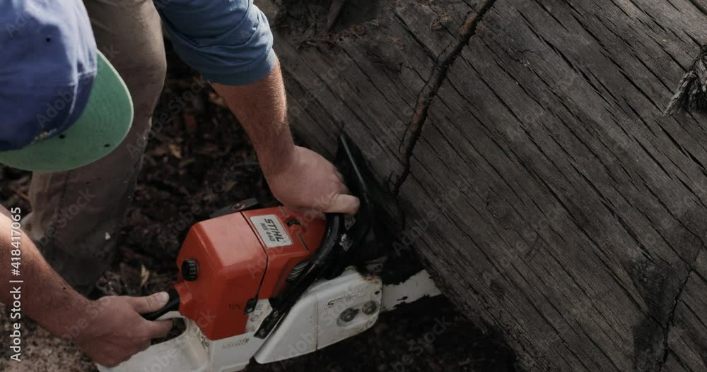 Sawing A Log With A Chainsaw Bog Oak Bog Oak Preparation Before Cutting Bog Oak Is A Great