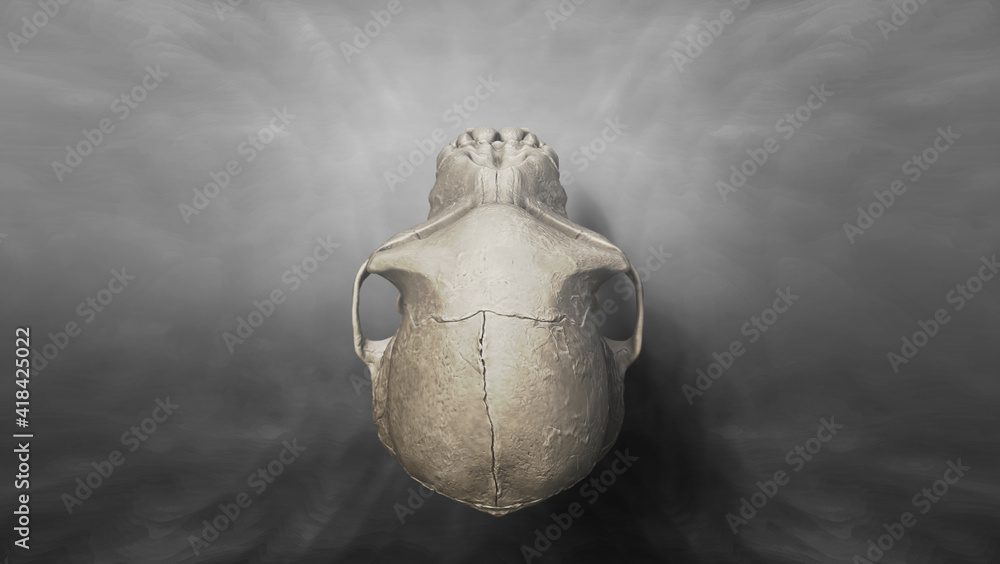 Ilustração do Stock: 3D Recreation of Skull of Female Proconsul ...