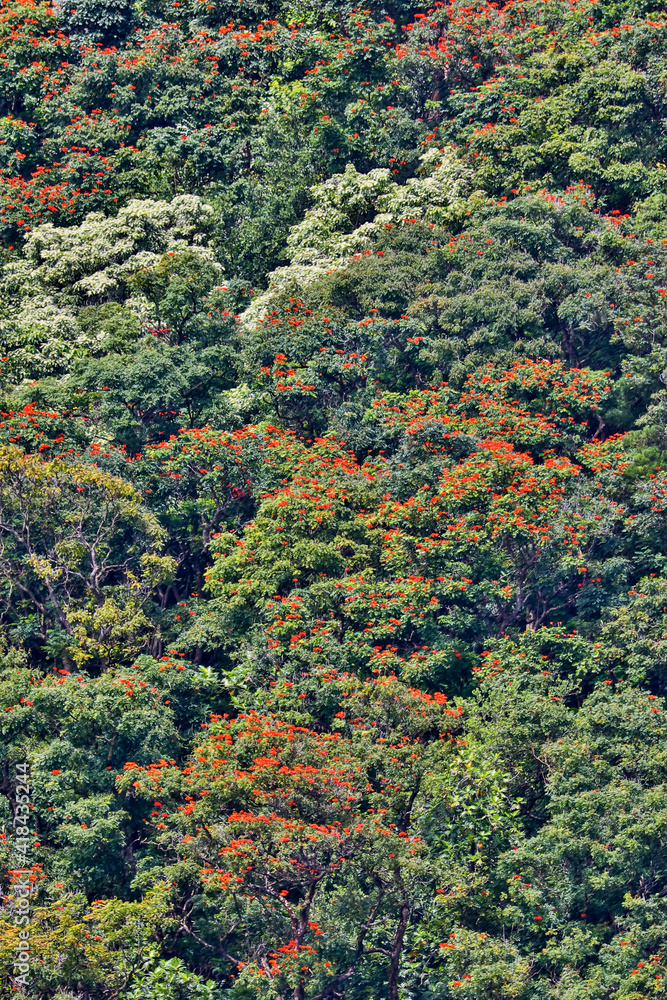 Flame trees along the hillside on road to Hana, Maui, Hawaii. Stock ...