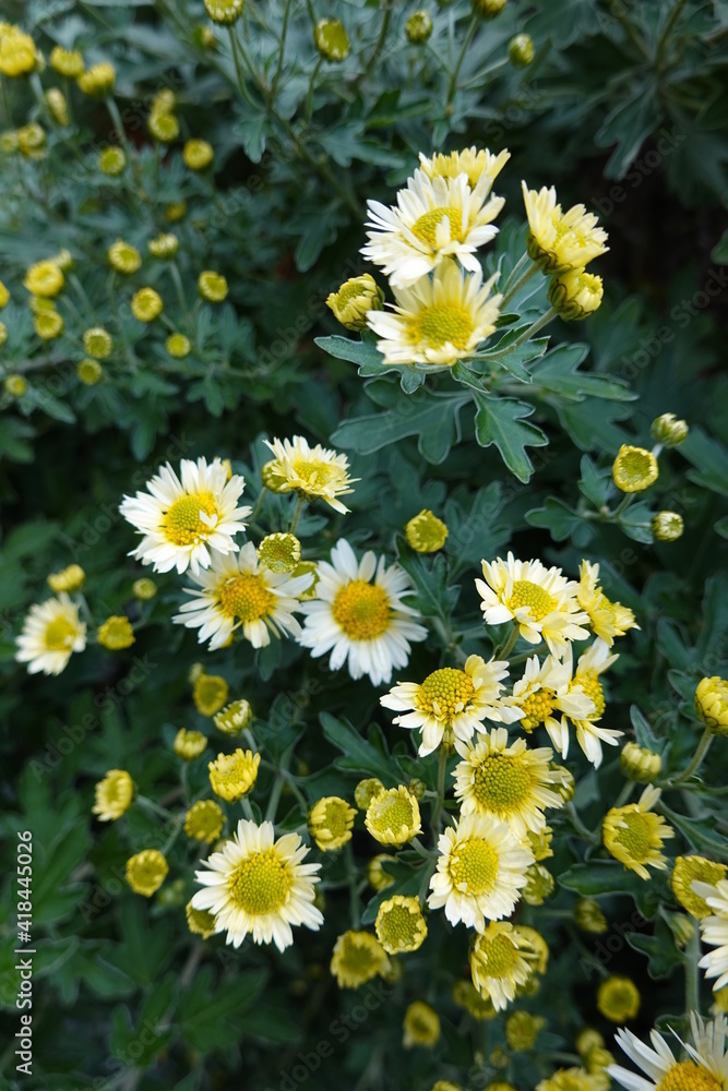 Feverfew is a plant that is native to Asia Minor and the Balkans. It is ...