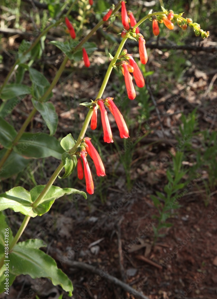 Firecracker Penstemon (Penstemon eatoni) red wildflower in Zion ...