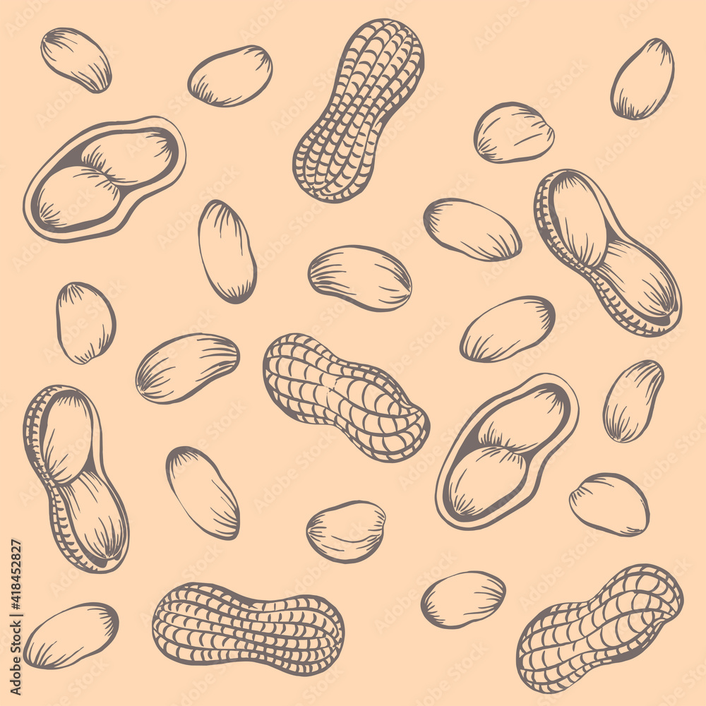 Seamless pattern peanuts drawn by hand. Vector illustration of peanut ...