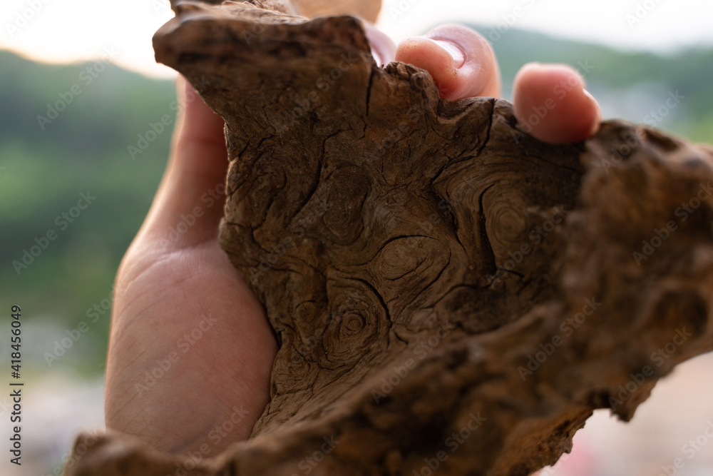 Natural drift wood with beautiful shape and textures for gardening ...