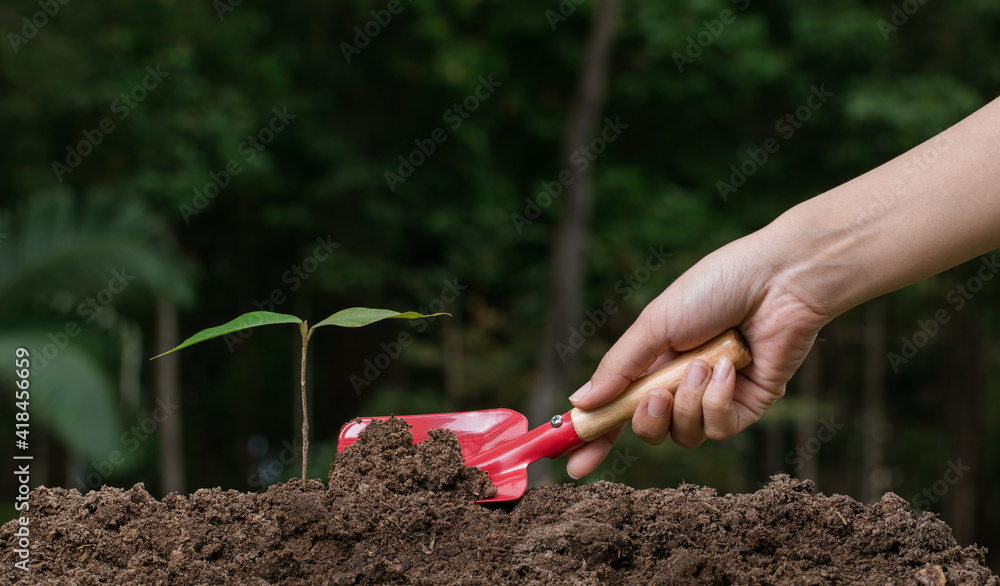 hand planting a tree by garden tools Stock Photo | Adobe Stock