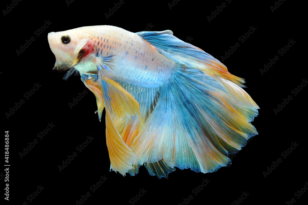 Betta fish, siamese fighting fish, betta splendens isolated on black ...