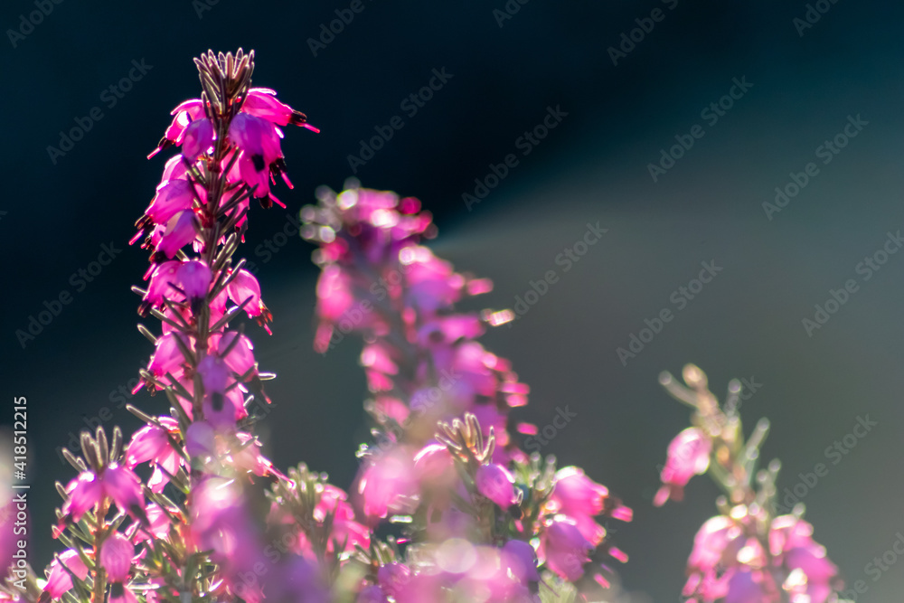 Pink heather flowers in full blow blooming in a spring moorland as ...