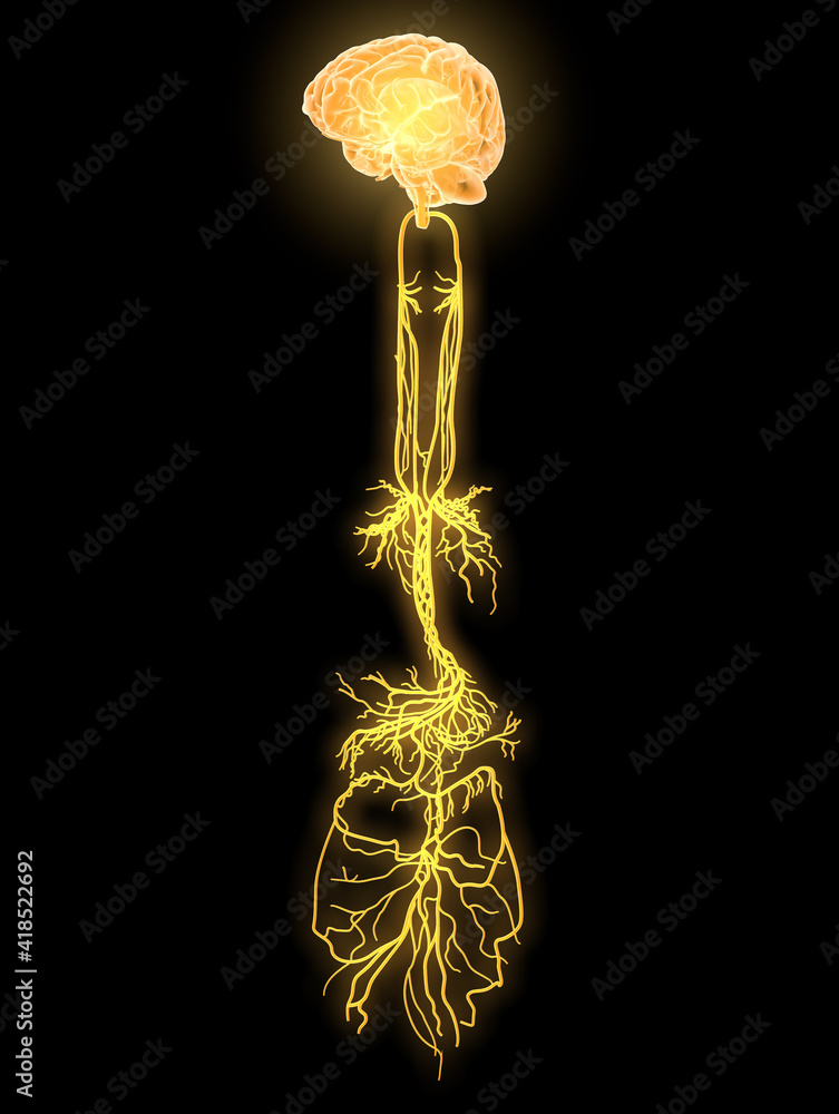 Brain with activated vagus nerve, medically Illustration Stock ...