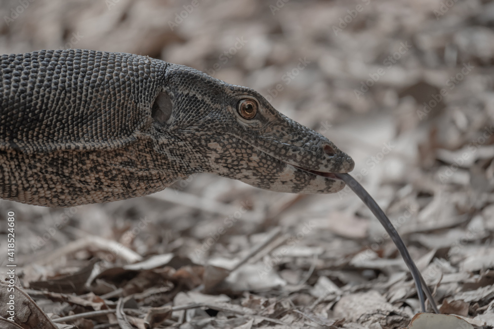 Side view of a common water monitor sticking its tongue out Stock Photo ...
