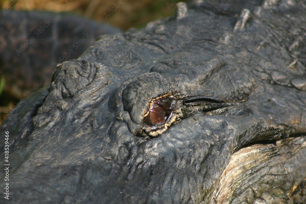 Alligator Eye with a Clear View of the Pupils and the Tough Scales ...