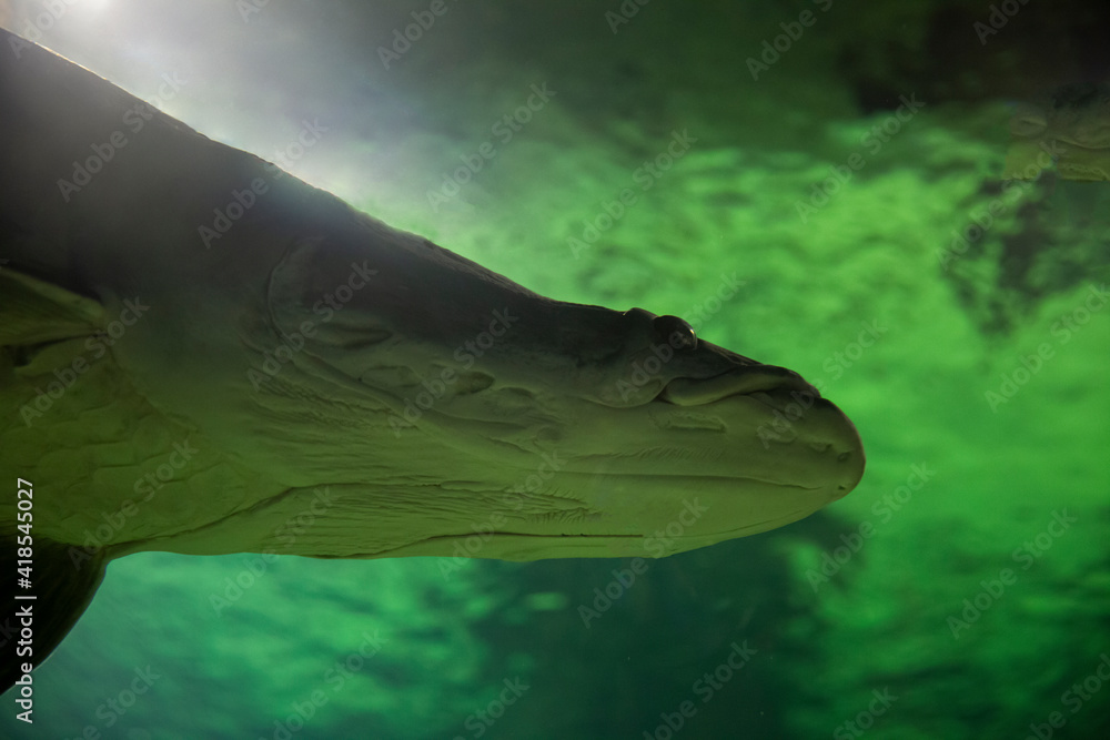 Foto de Fish under water. Arapaima fish - Pirarucu Arapaima gigas one ...