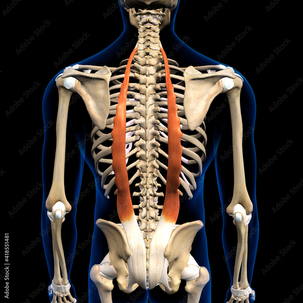 Iliocostalis Erector Spinae Muscles in Isolation Rear View of Upper ...