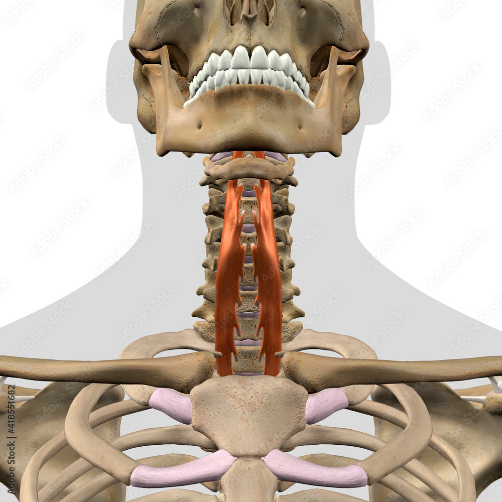 3D Rendering of Male Longus Coli Cervical Spinal Muscles in Isolation ...