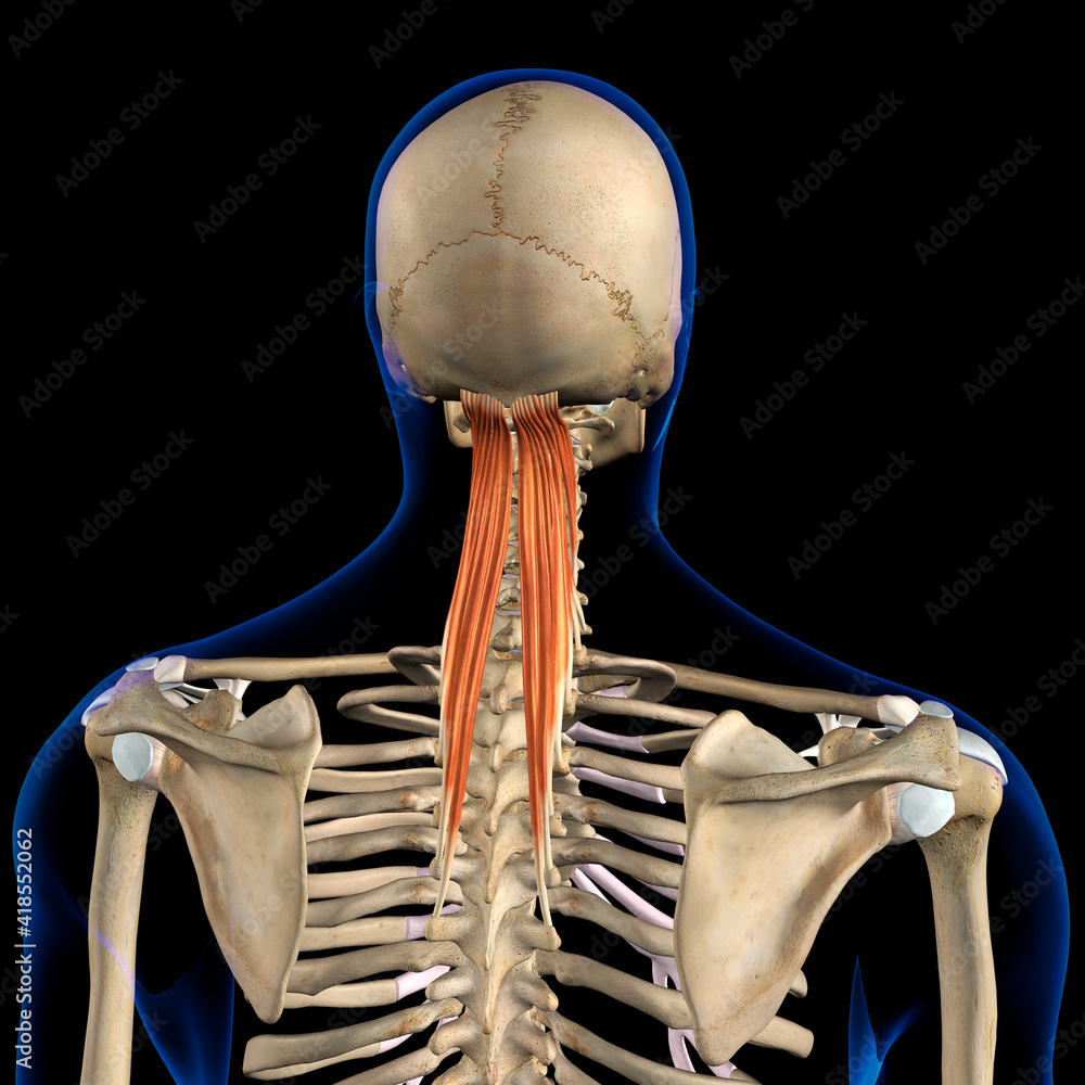 Semispinalis Capitis Muscles in Isolation Rear View of Upper Back Human ...