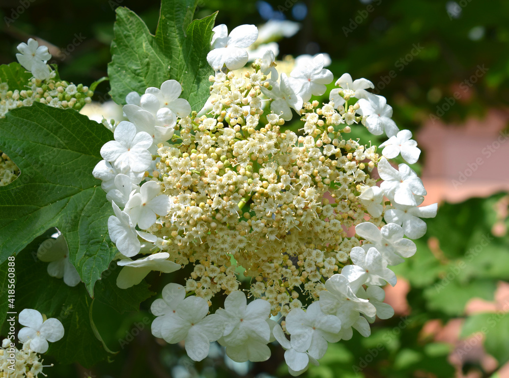 Inflorescence viburnum opulus, common name guelder rose. close-up ...