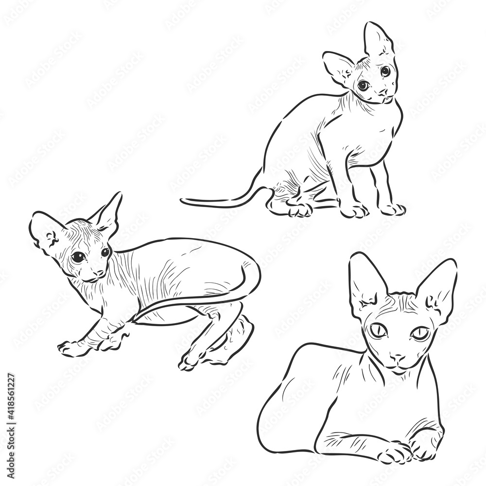 Vector illustration of a sphynx cat with a liner isolated on a white ...