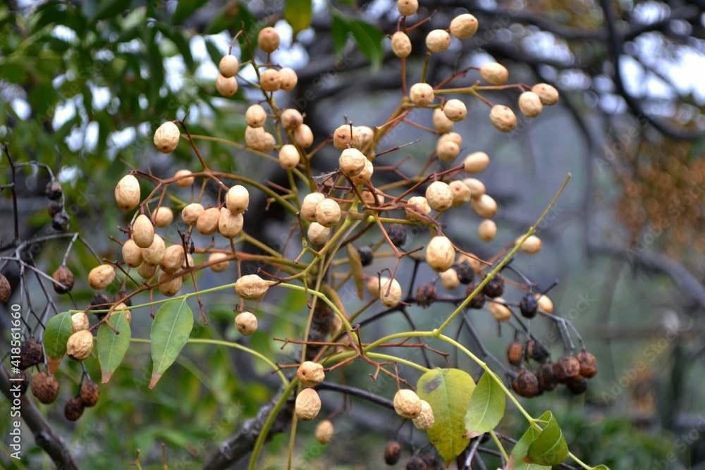 Arbol con semillas en la naturaleza Stock Photo | Adobe Stock