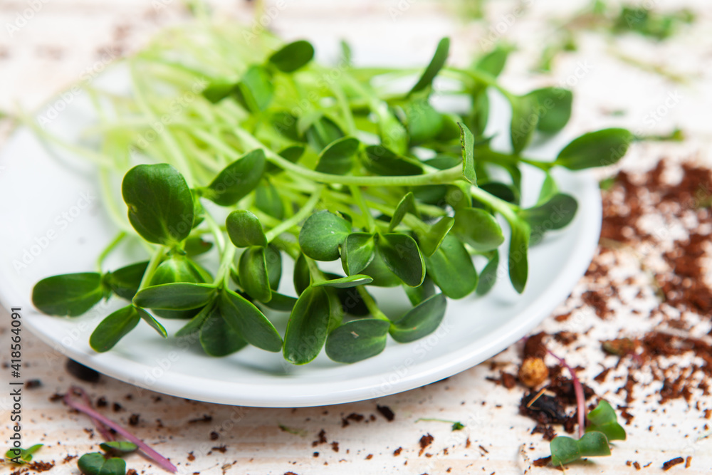 Different types of microgreen dill sprouts. Growing Seed germination at ...