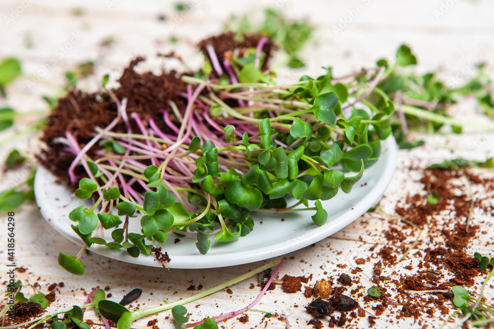 Different types of microgreen dill sprouts. Growing Seed germination at ...