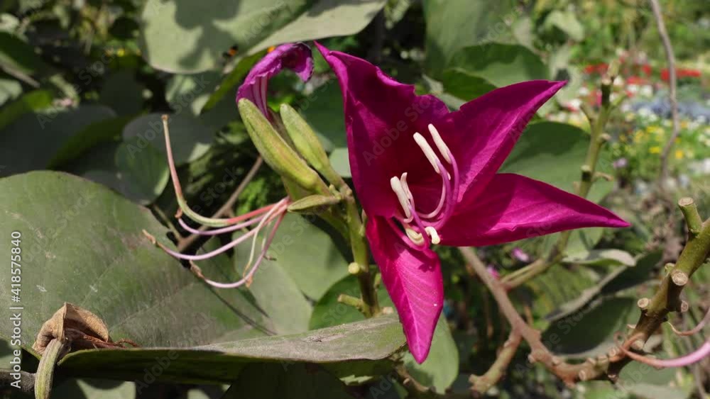 Vidéo Stock Bauhinia Variegata or Rakta Kanchan blooms in the ...