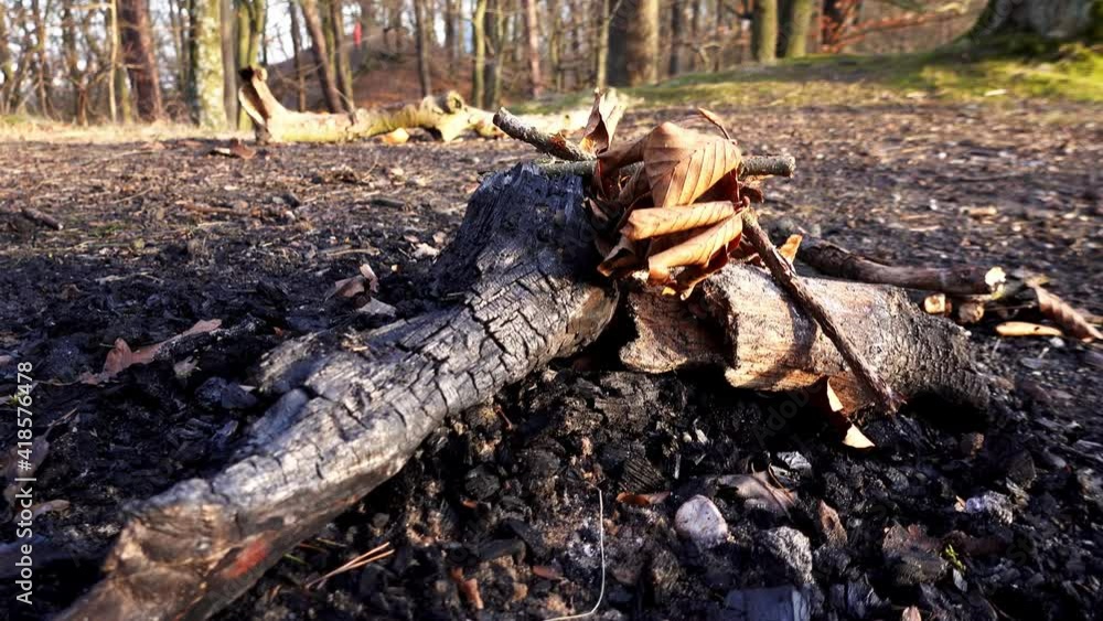 Campfire Place in the Forest with Burned Log of Wood With Pieces of ...
